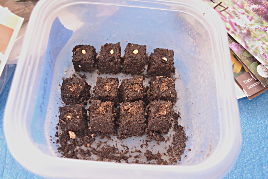 Lazy Gardening: Starting Seeds in Soil Blocks Part 2, Making and ...