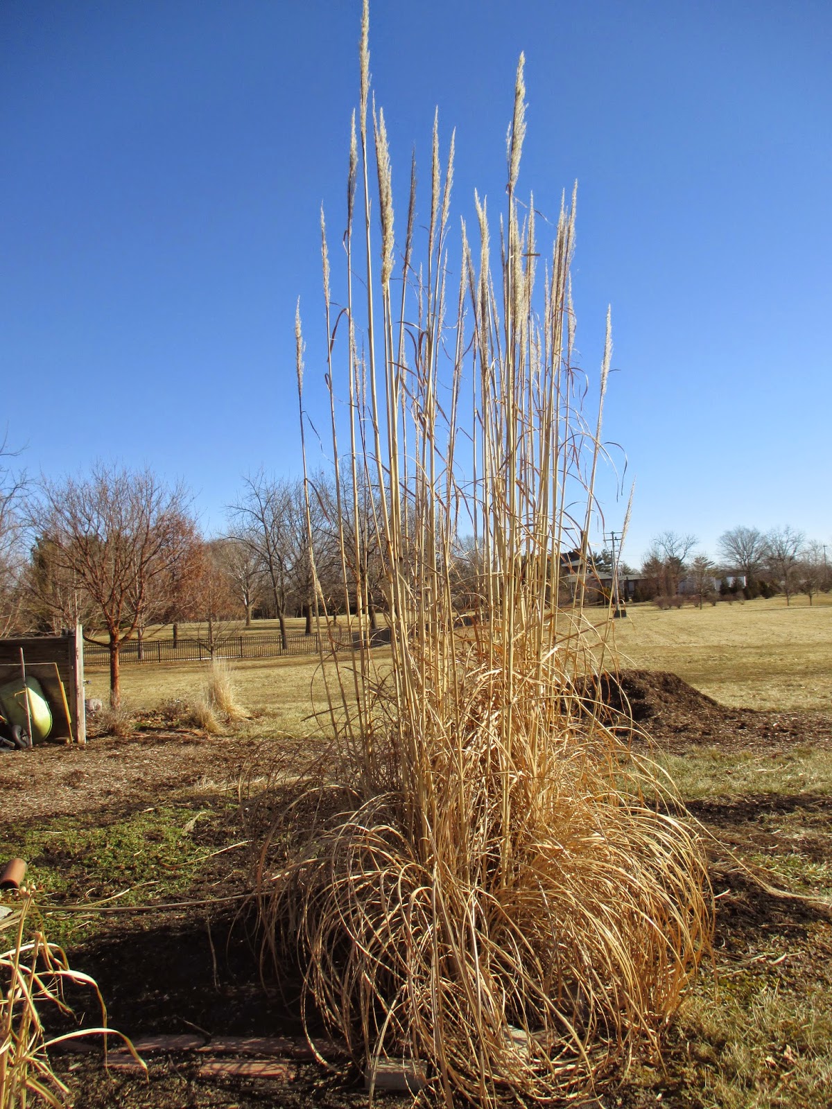 Erianthus Ravennae Grass