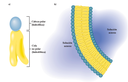 bioquimica: Breve resumen de las membranas biologicas. Estructura y funcion