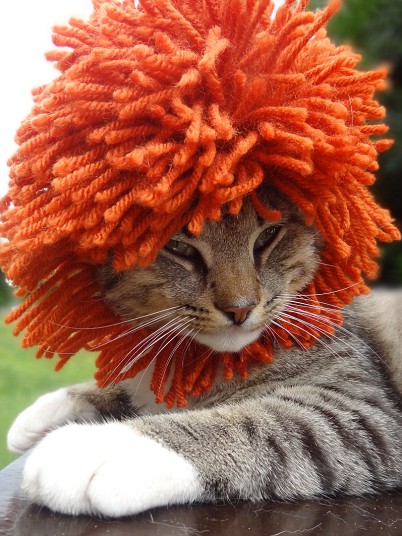Into The World of Fat Cats: Cats in Hats