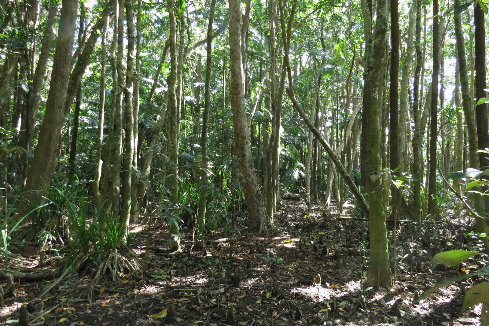 Queensland Coast: Mossy Mangroves in the Daintree