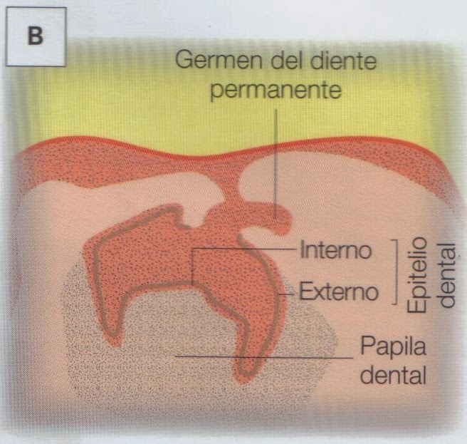 Mundo Odontología: EMBRIOLOGÍA DENTARIA (ODONTOGÉNESIS)
