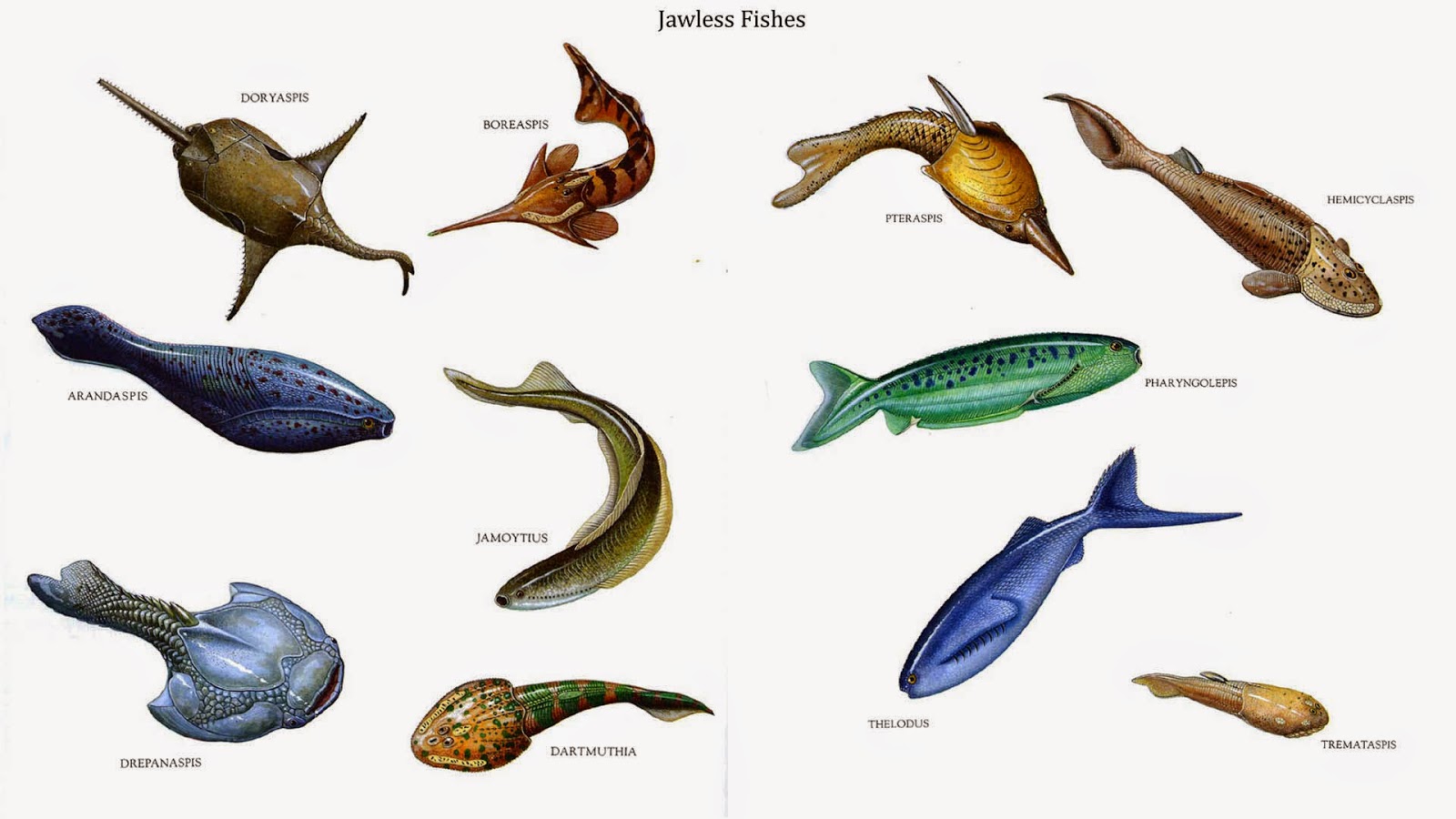 Ciencias de Joseleg: El cráneo de los peces sin mandíbula