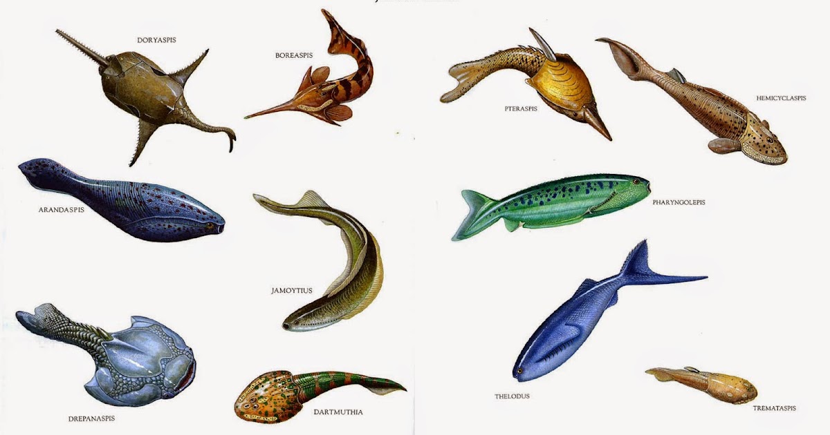 Ciencias de Joseleg: El cráneo de los peces sin mandíbula