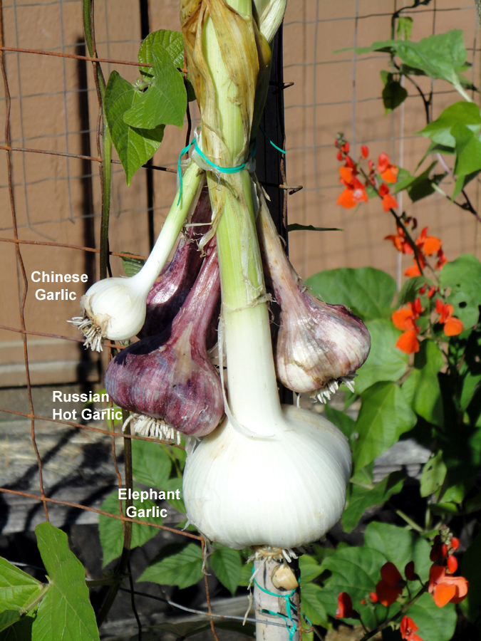 Elephant Garlic | recipesncrochet