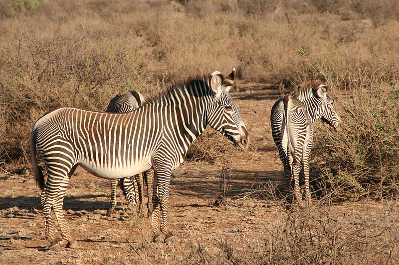 Science in the clouds: Baby zebras can suckle for psychological needs ...