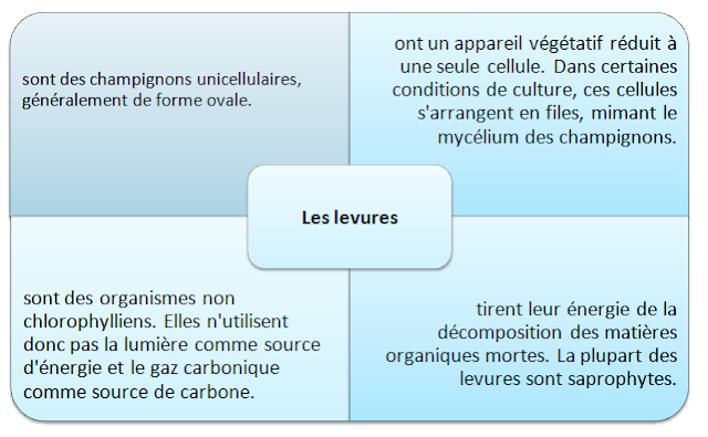 Espace Techniciens de Laboratoire: Les levures