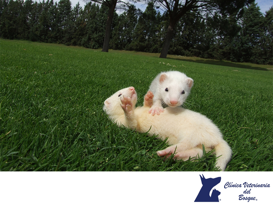 TIPS PARA MASCOTAS: Los hurones son muy extrovertidos. CLÍNICA ...