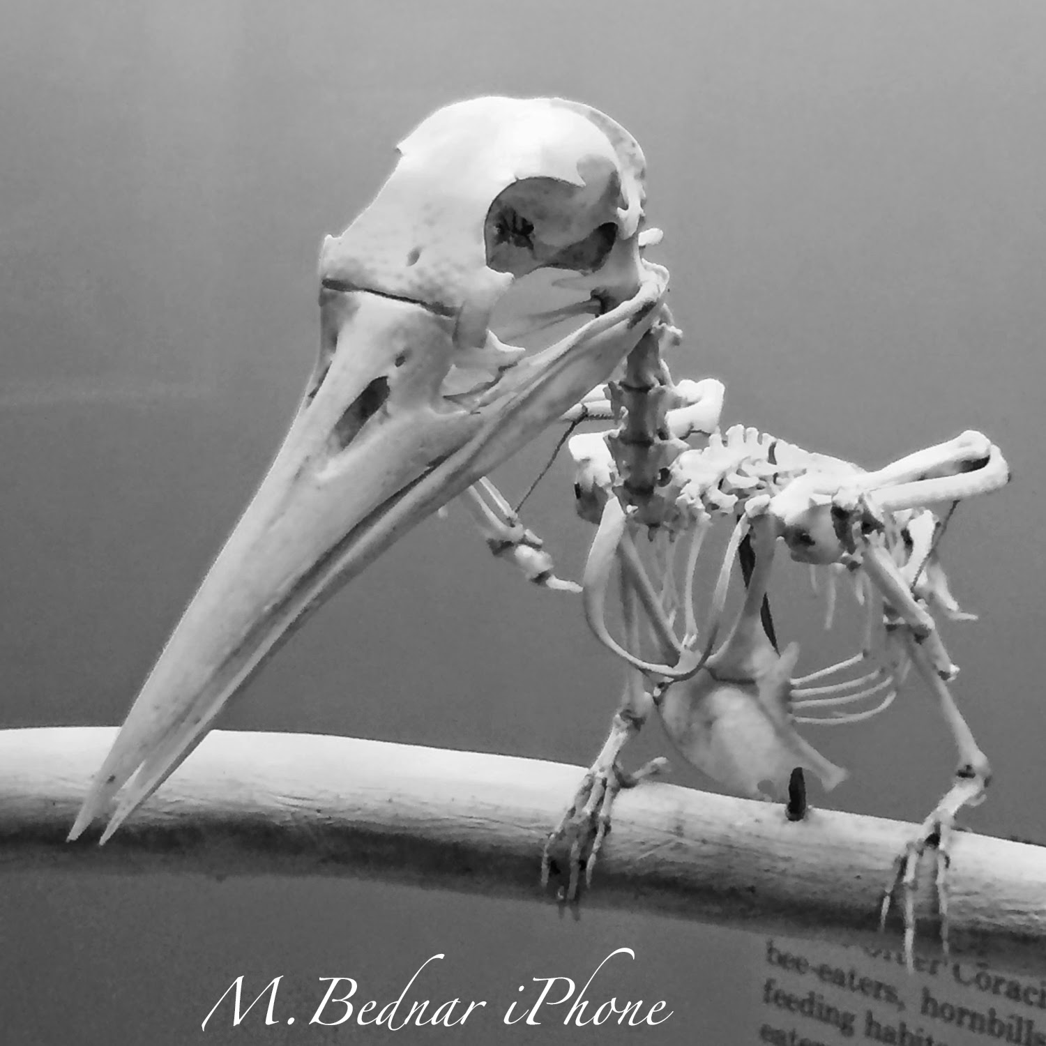 imaginary garden with real toads: Artistic Interpretations - Skeleton ...