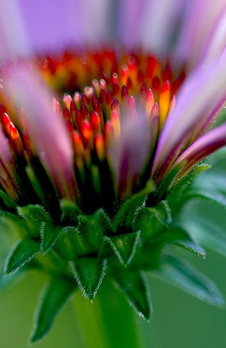 BEAUTIFUL FLOWERS: Coneflower - Pictures & Meanings