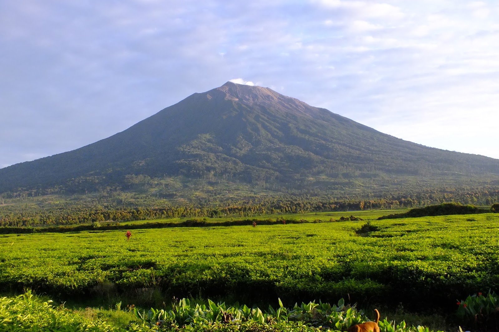 10 GUNUNG TERTINGGI DI INDONESIA ~ WELCOME TO MY BLOG