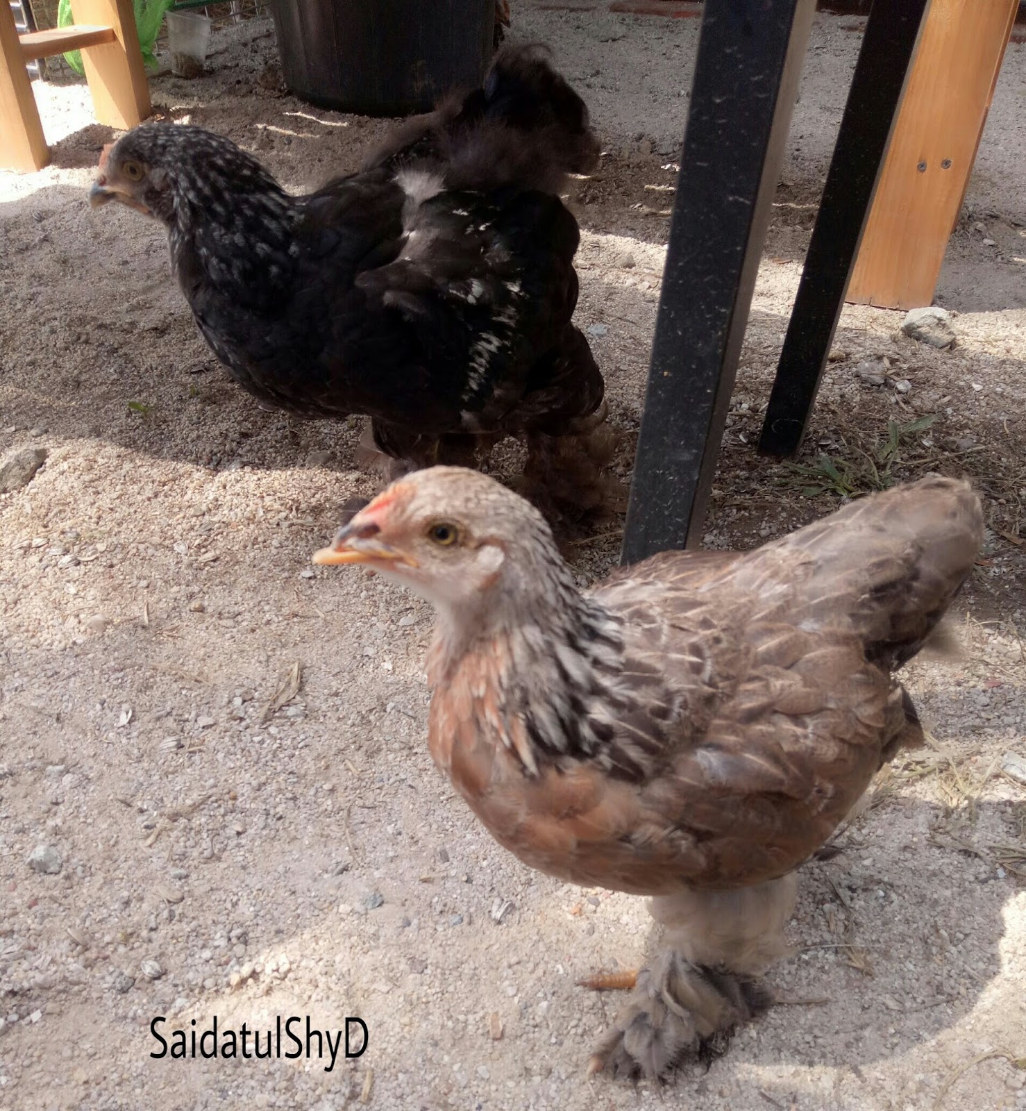 SaidatulShyD: G2G Animal Garden MAEPS Seronok Berswafoto Bersama Haiwan ...