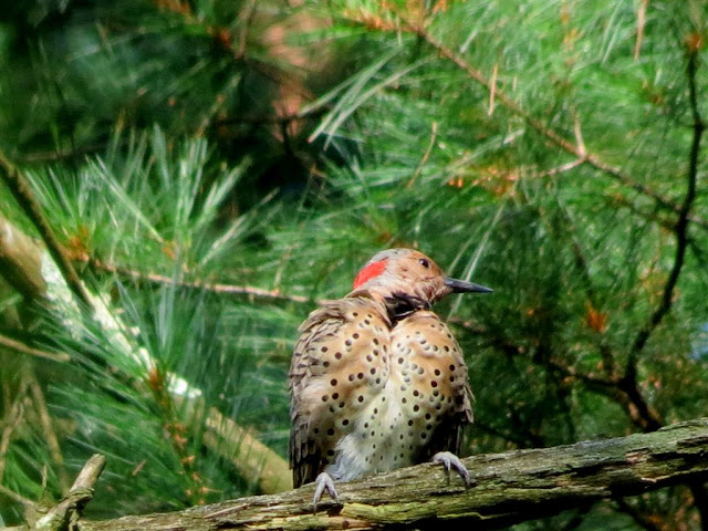 Northern Flicker | wallpaper hd nature