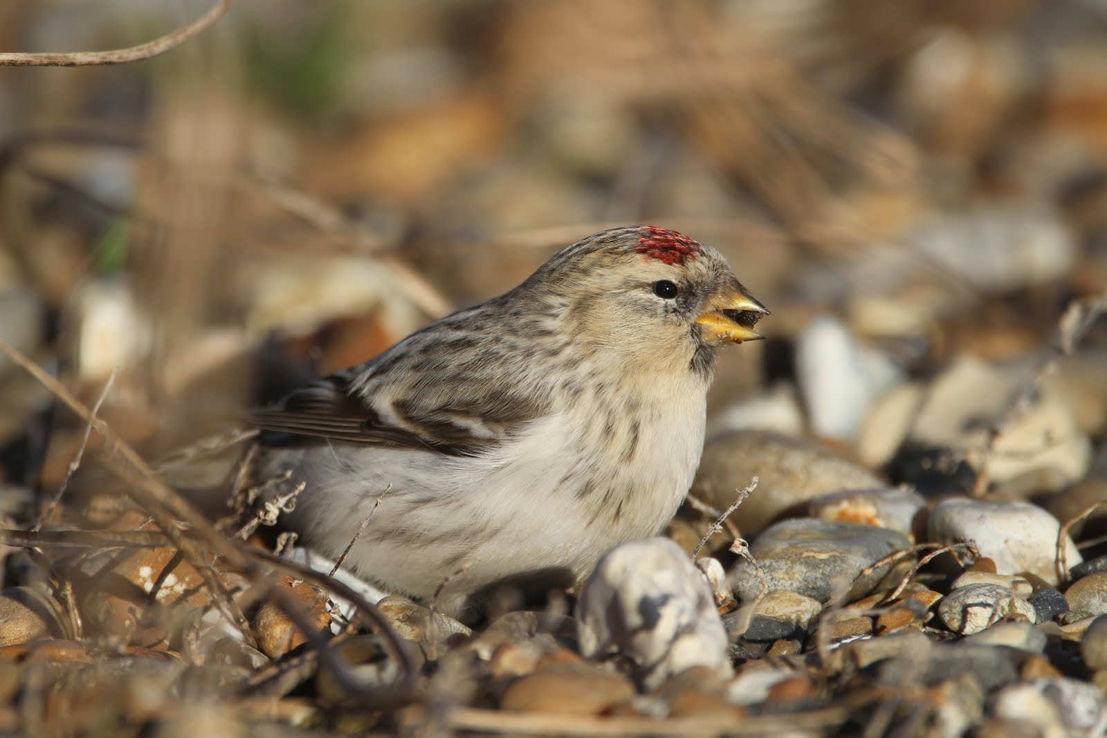 Lowestoft Birding: Aldeburgh Hornemann's Arctic Redpoll