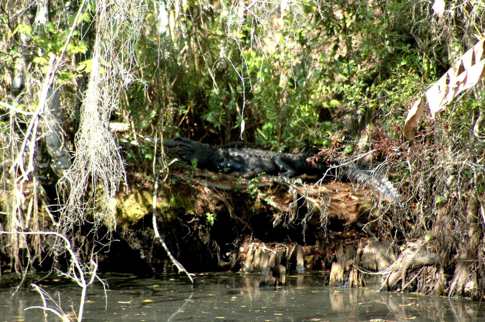 South Florida Guy: Corkscrew Swamp Sanctuary - Naples