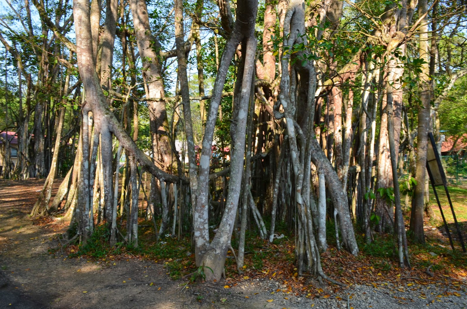 Our Journey : Selangor Kuala Selangor - Nature Park / Taman Alam Kuala ...