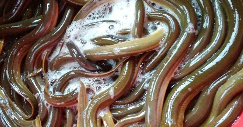 Zaman: KHASIAT BELUT