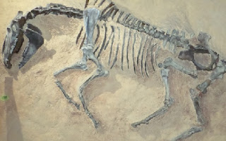 Noticias de Paleontologia: Hippidion principale, el caballo americano ...
