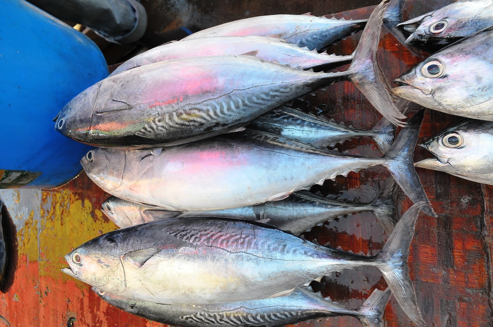 AKIDA: BEI YA SAMAKI VULULU VULULU SOKO LA SAMAKI MAGOGONI