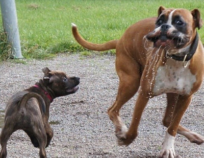 En ängels själ i en gangsters kropp: Boxer = Dregel