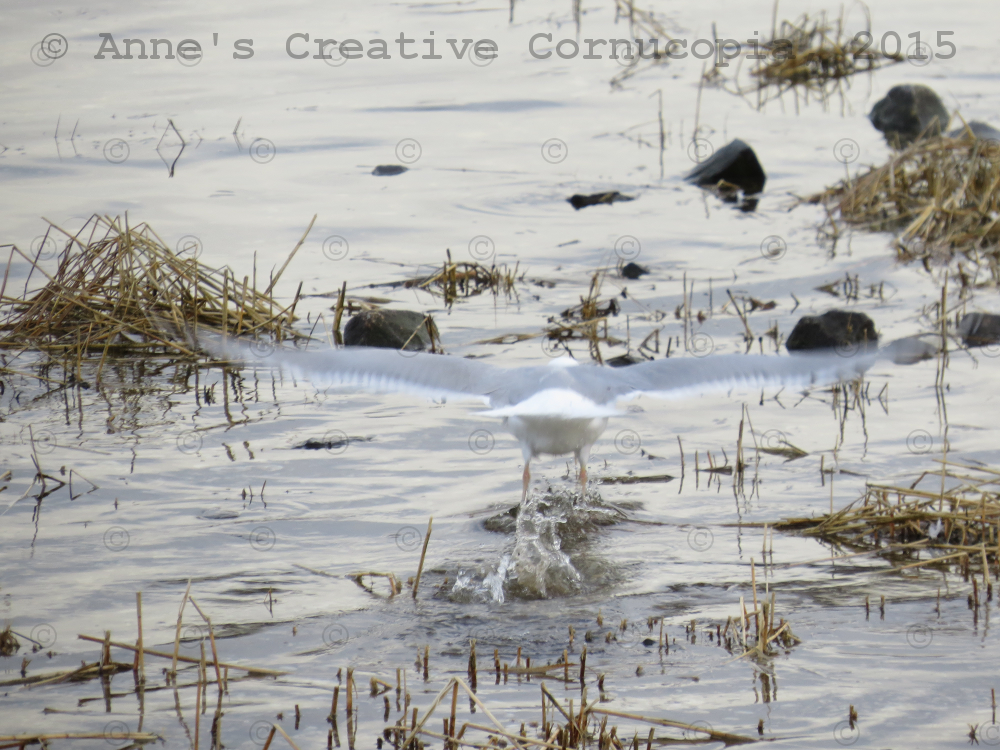 Anne's Creative Cornucopia: Seagull Running Takeoff - Photograph