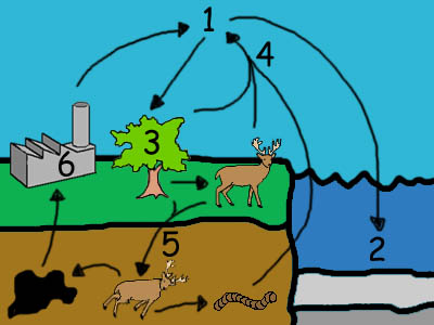 Besmirs Skolblogg: Kolets Kretslopp