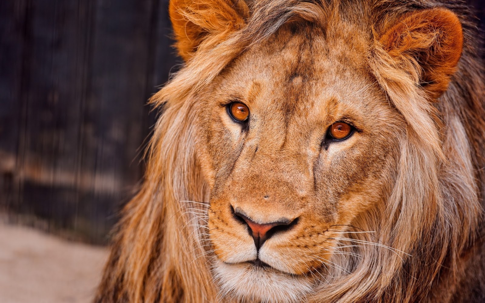 Arka plan resimleri: Hayvan Resimleri