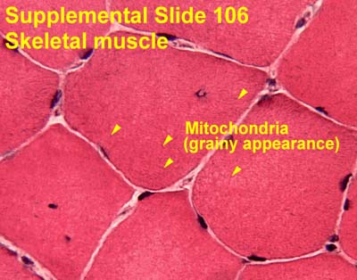 HISTOLOGY PICTURES: Muscle