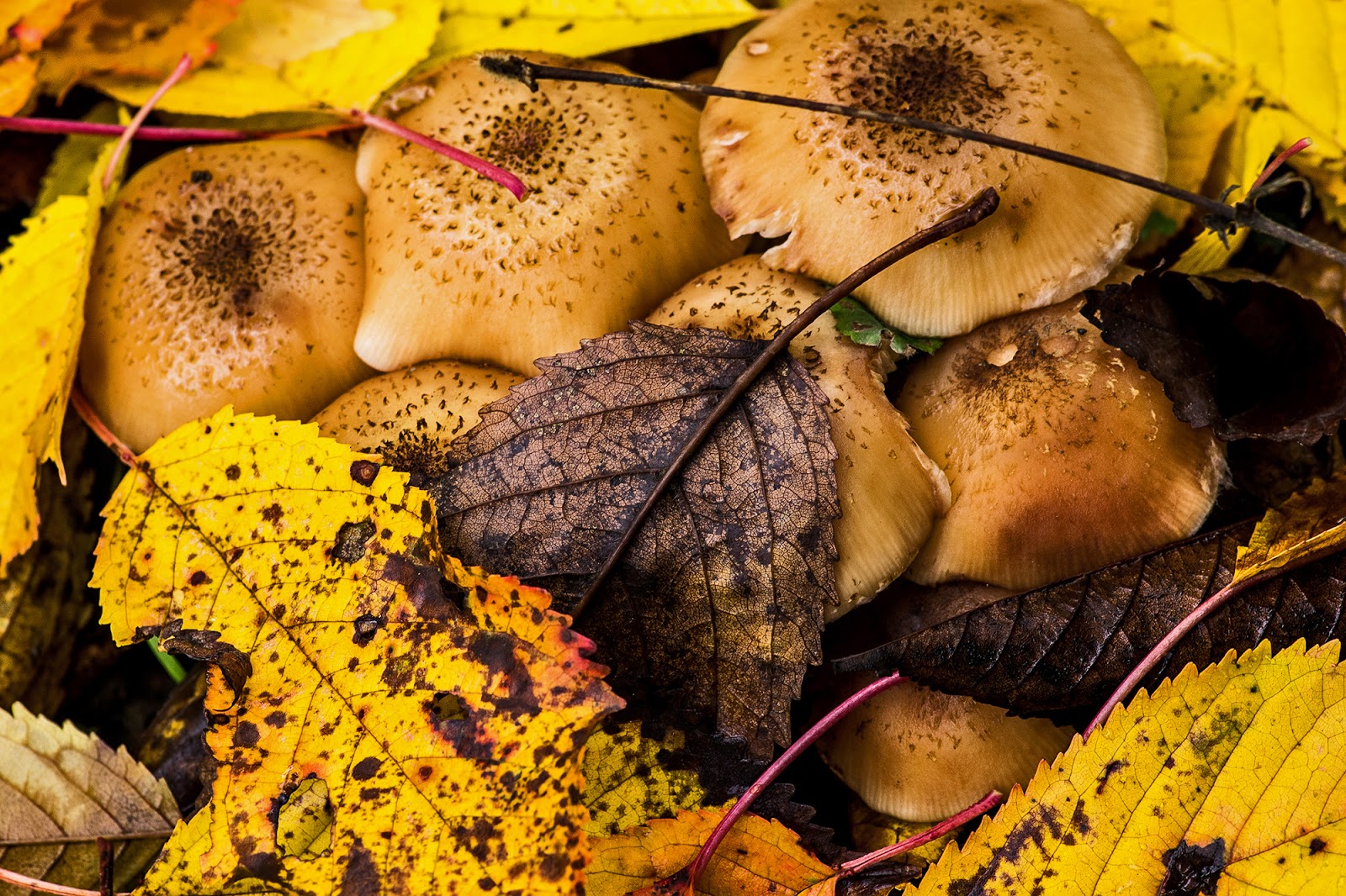 4 passi in Val di Sole: Funghi chiodini nel giardino di casa
