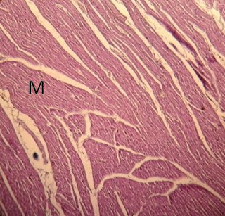 Manual interactivo de morfología celular: Morfología de células ...