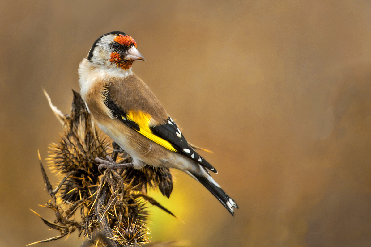 Ottar`s fotoblogg, fugler dyr og natur: oktober 2014