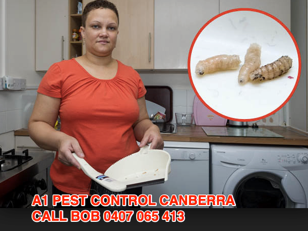 Canberra Pest Control Hub