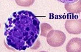 Todo sobre enfermería y medicina: Basófilos