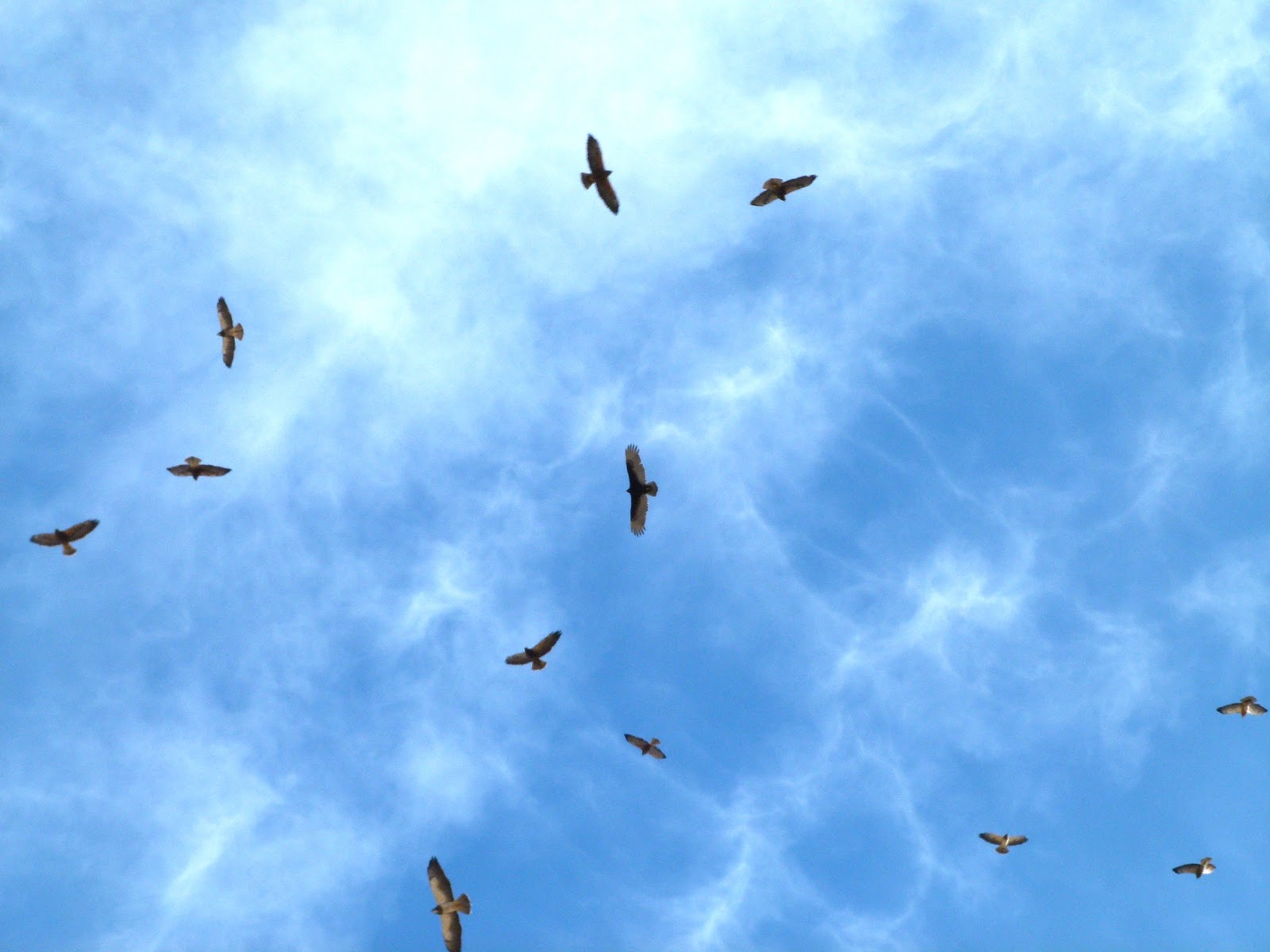 Borrego Valley Hawkwatch: Nice Close Views of Swainson's Today
