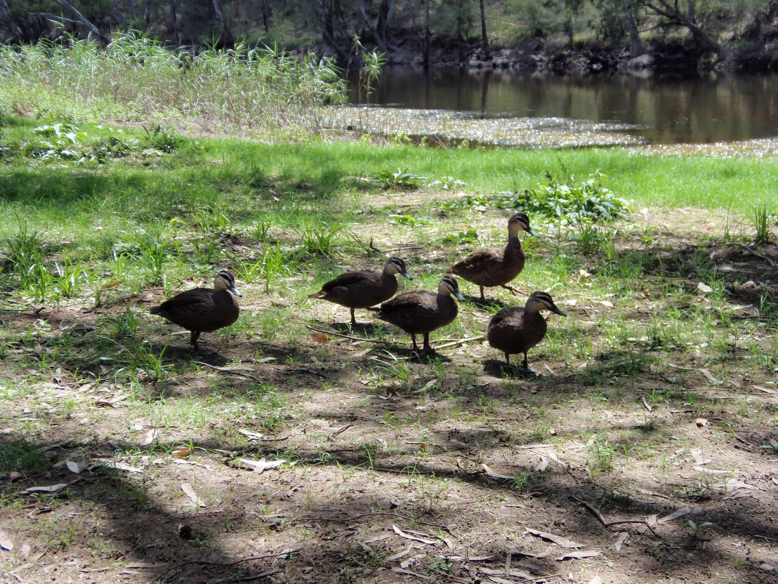 Solo Steve On The Road: BEAUTIFUL BINGARA NSW - REVISITED