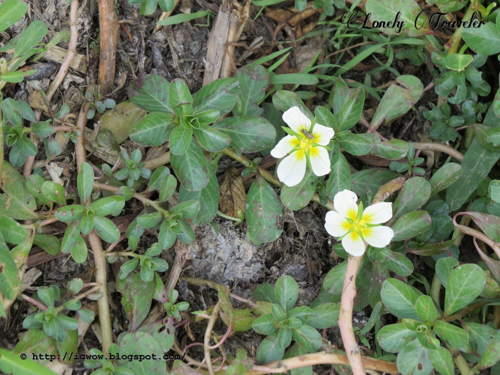Water Primrose - Ludwigia adscendens
