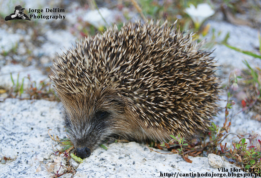 O CANTINHO DO JORGE: Ouriço-cacheiro/Porco-espinho