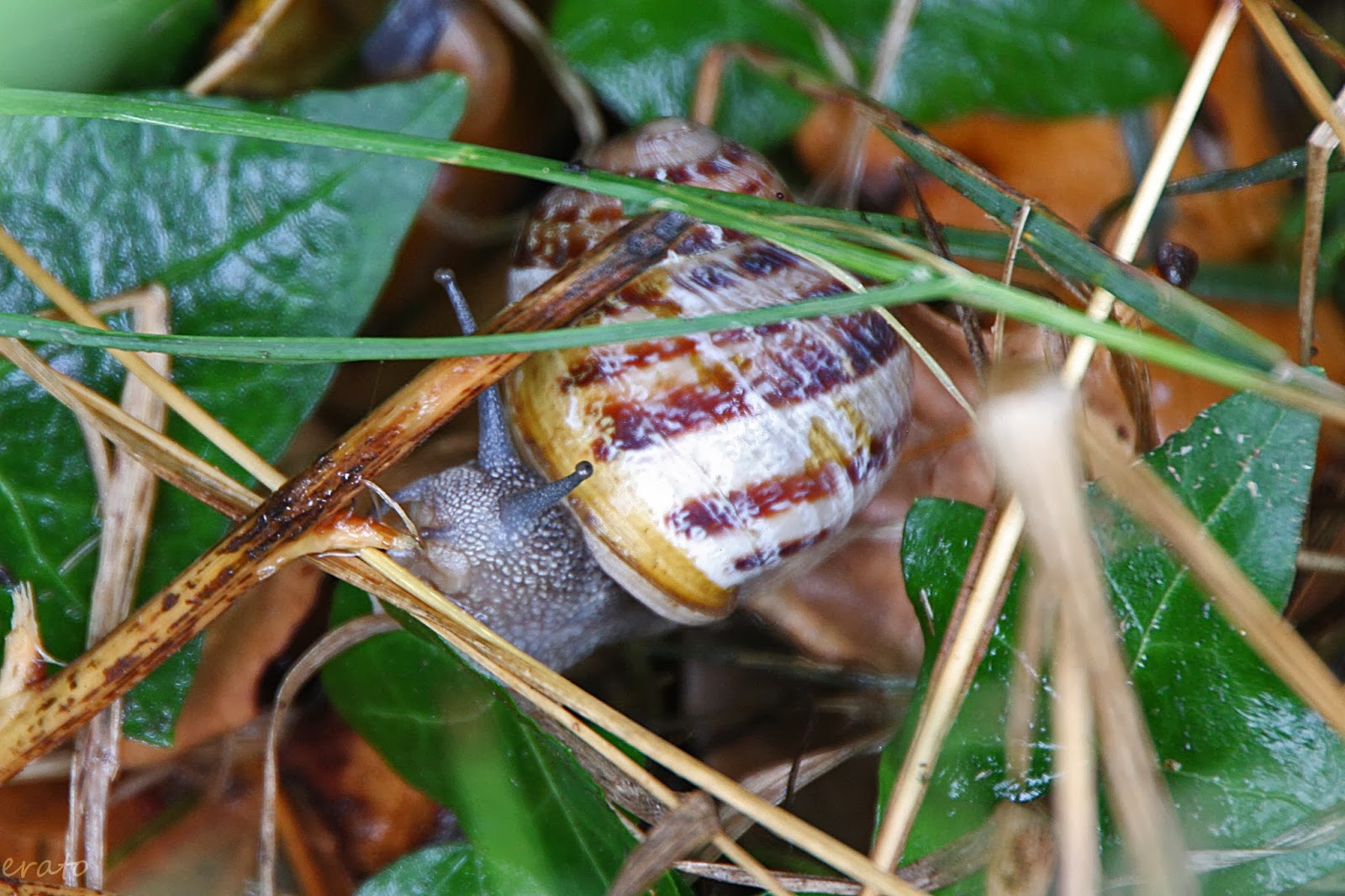 Rêveries: Les colimaçons ......