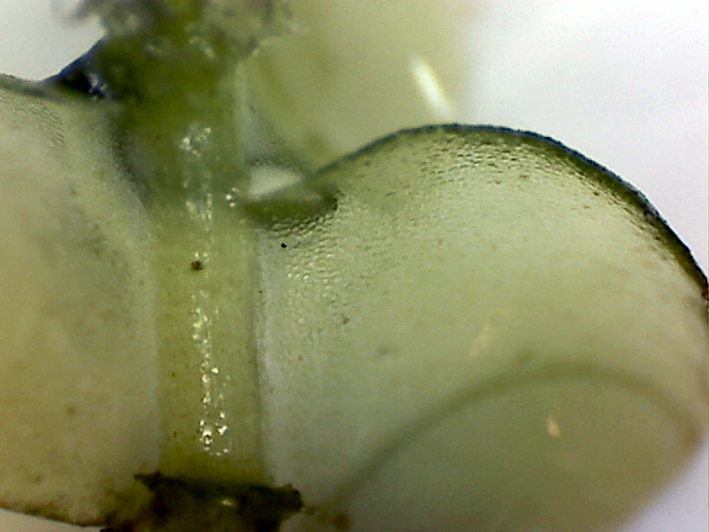 Aquatic Mosses.: Pearl Moss - Blepharostoma trichophyllum