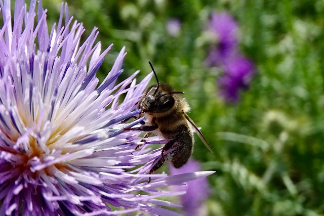 FOTOBOMBUS EL BLOG DE LAS ABEJAS, AVISPAS Y HORMIGAS: ABEJA DE LA MIEL ...
