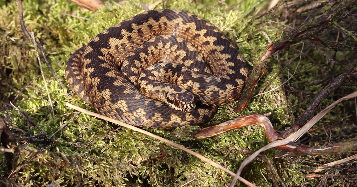 West-Europese slangen : Soorten en status | Slangen van ´t Nederlands ...