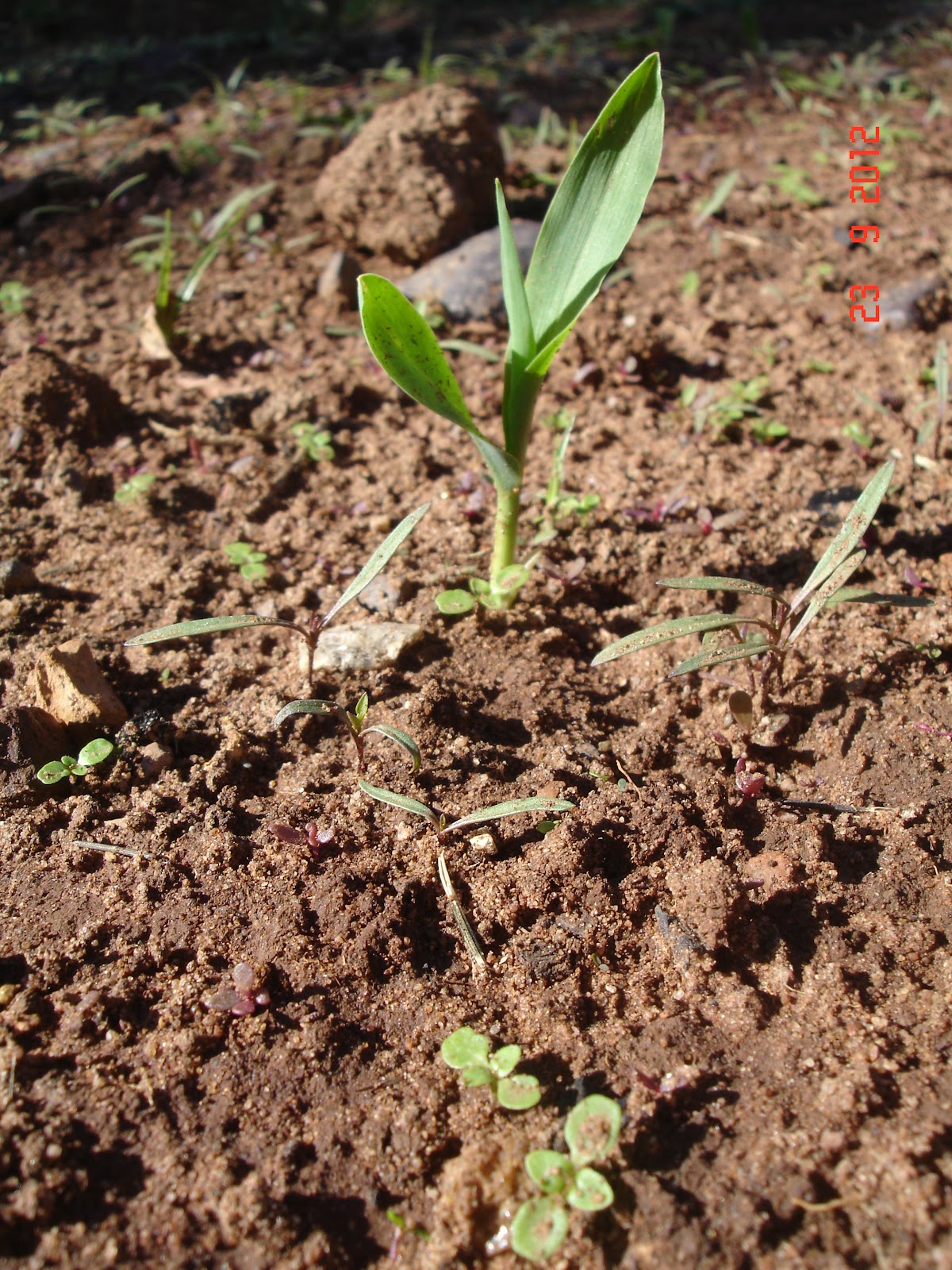 Ons lewe op die oomblik - ons groentetuin