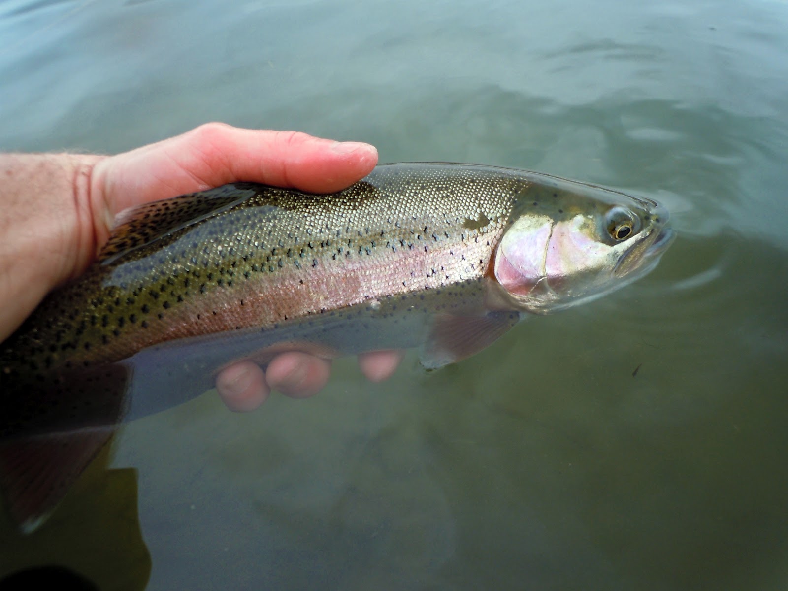 It's All About The Take: Ana River, Summer Lake Oregon