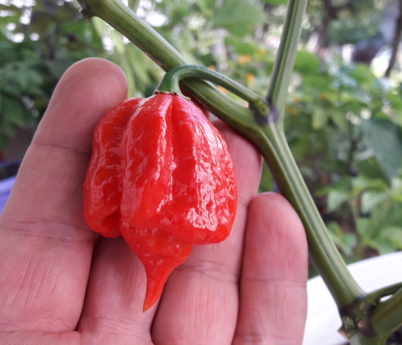 Čili Zaječar: Naga Viper