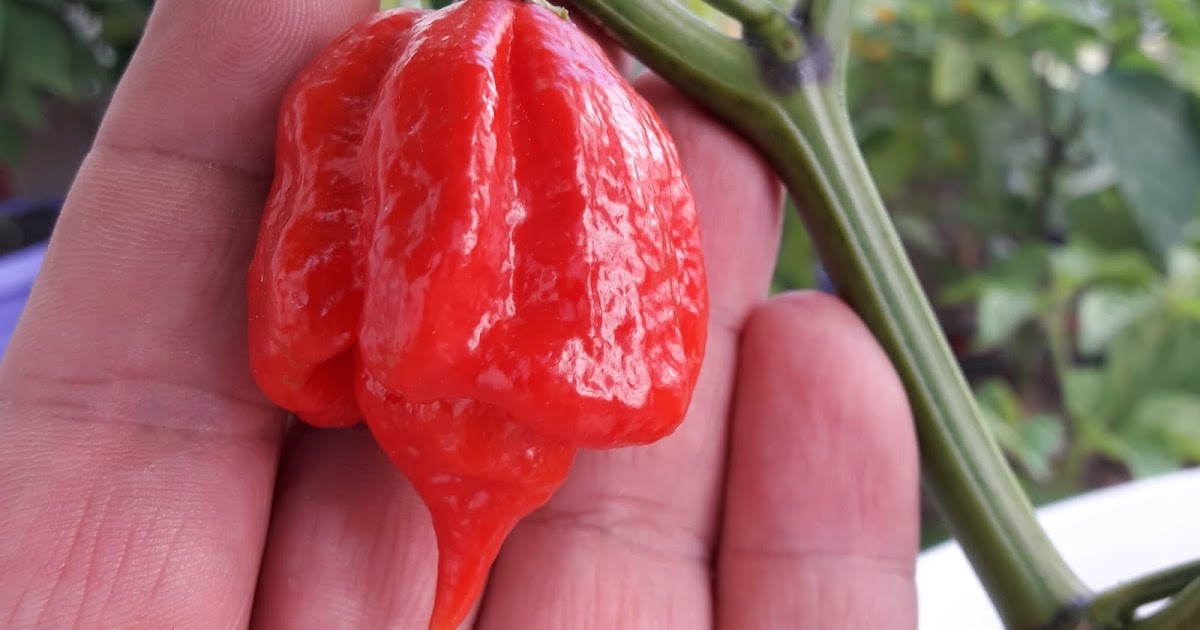 Čili Zaječar: Naga Viper