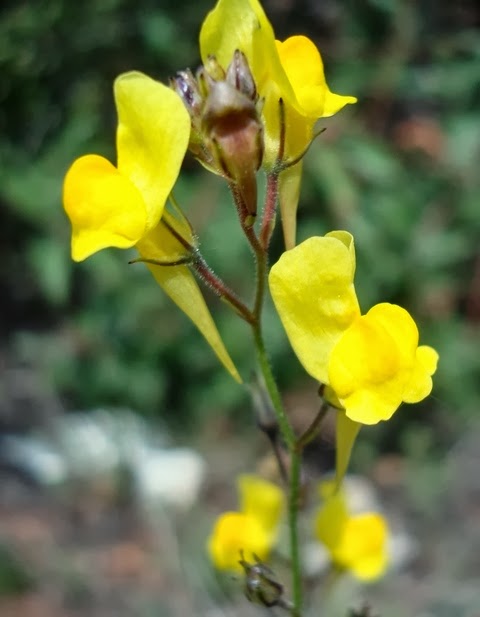 MI HERBARIO DEL JILOCA: Linaria spartea.