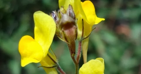 MI HERBARIO DEL JILOCA: Linaria spartea.