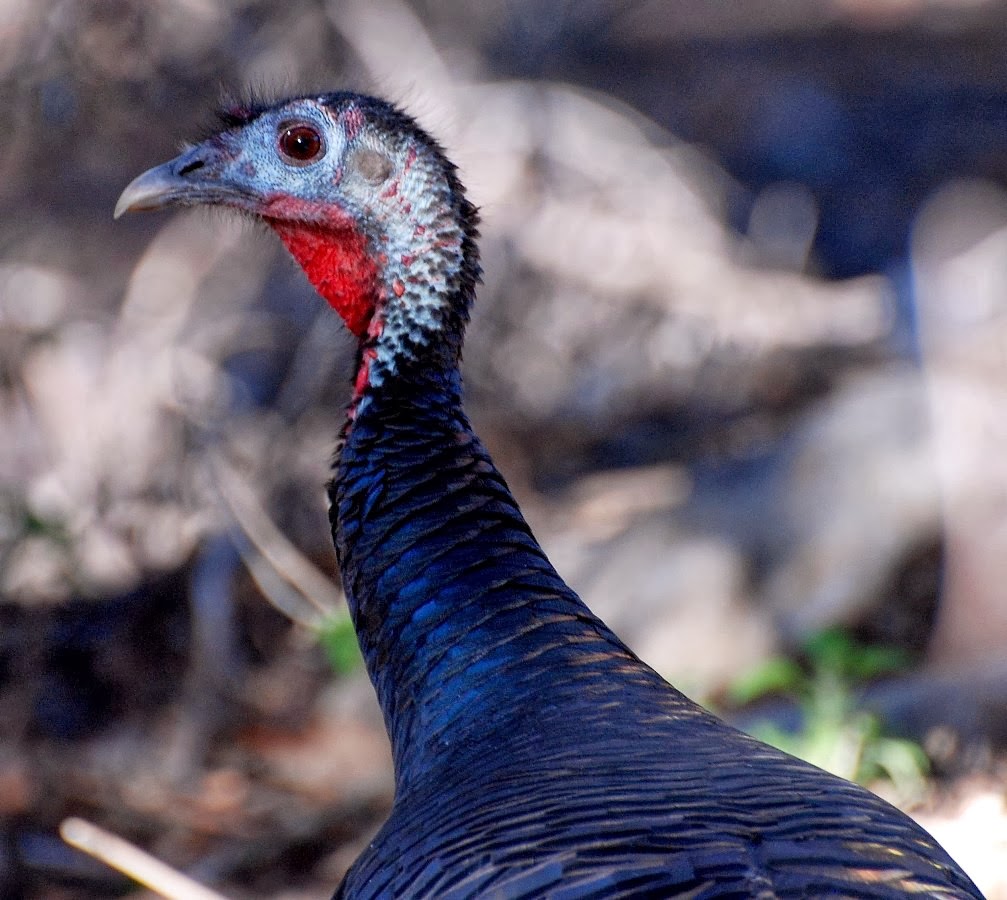 Birding Is Fun!: Portrait of a Wild Turkey