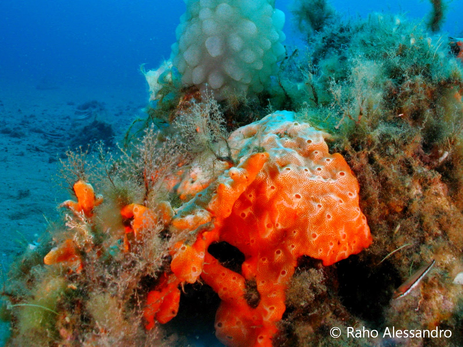 Necton e Plancton: Tunicati: Ascidia Coloniale o Sinascidia rossa