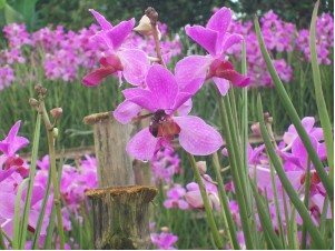 Koleksi Gambar Berbagai Macam Bunga Anggrek - ATH Aneka Tanaman Hias ...